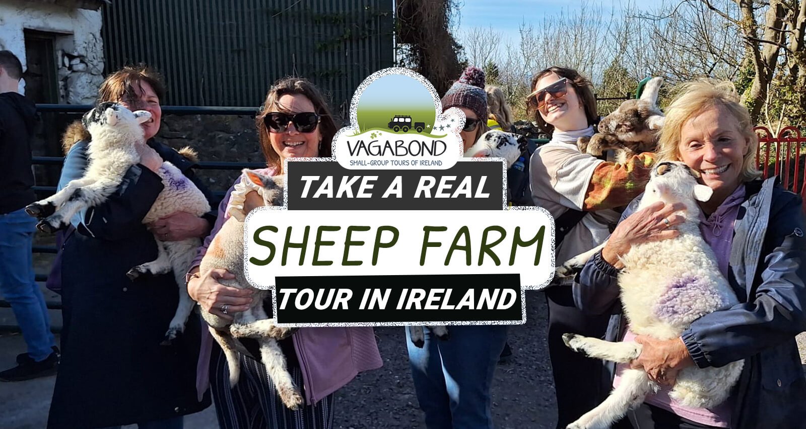 Enjoy Sheep Farm Tours In Ireland | Vagabond 🐑